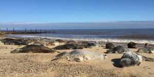 Best Beaches to Visit in Norfolk | Staysure™